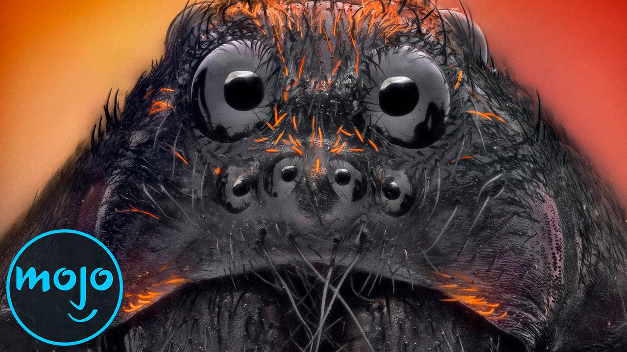 Top 10 Oldest Creepy Crawlies WatchMojo